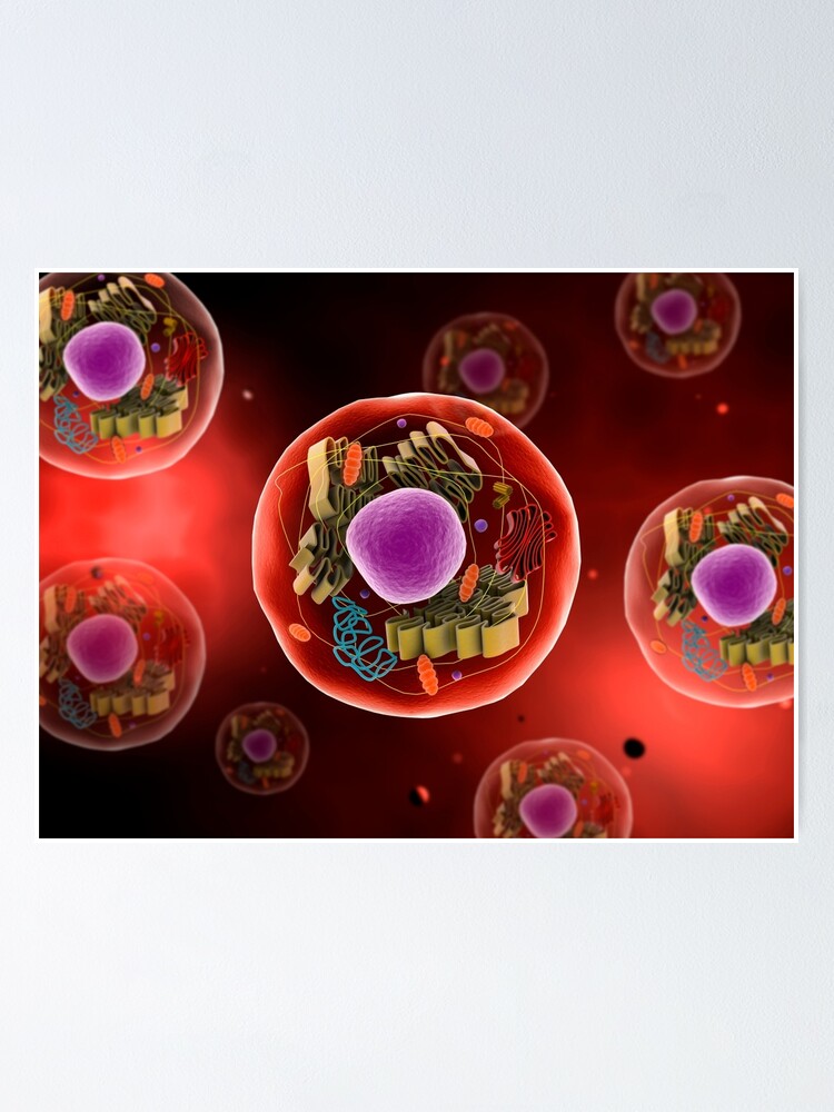 "Microscopic view of animal cell." Poster by StocktrekImages | Redbubble