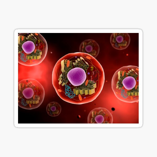 "Microscopic view of animal cell." Sticker by StocktrekImages | Redbubble