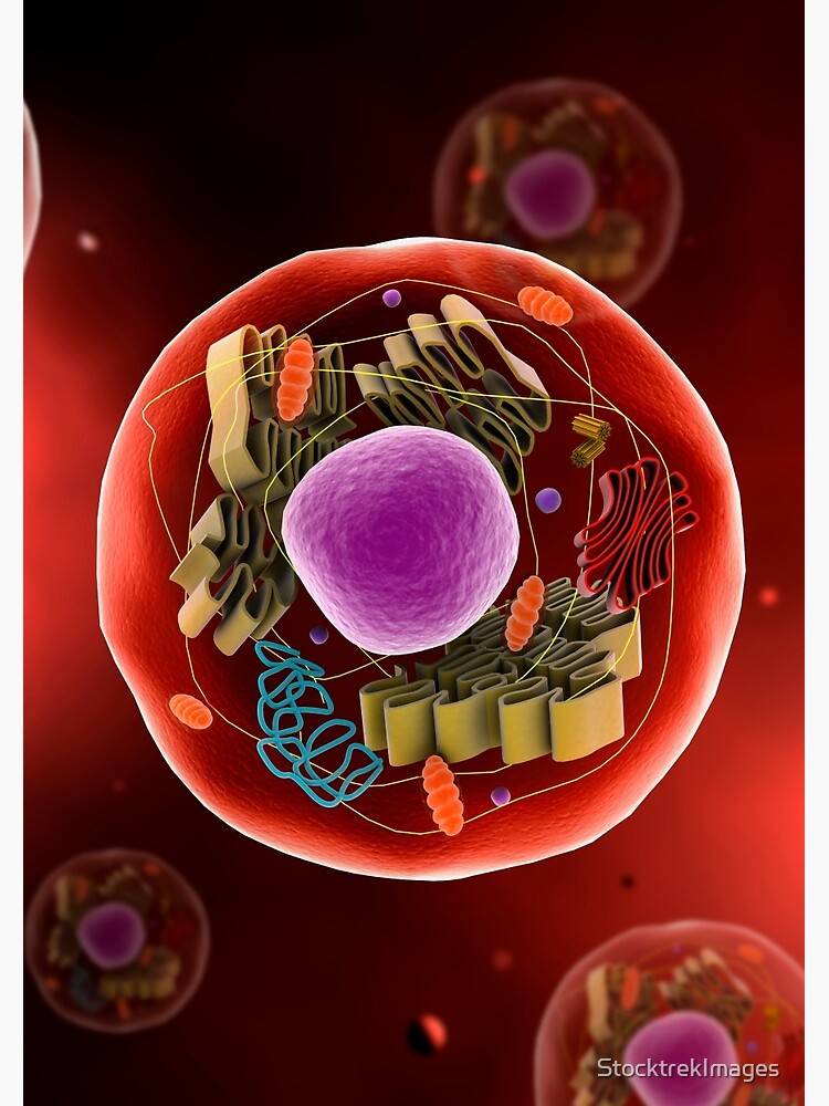 Animal Cell Journal A Study On Animal Cell Culture