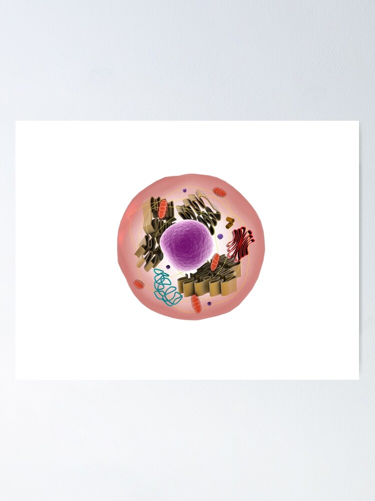 "Microscopic view of animal cell." Poster by StocktrekImages | Redbubble