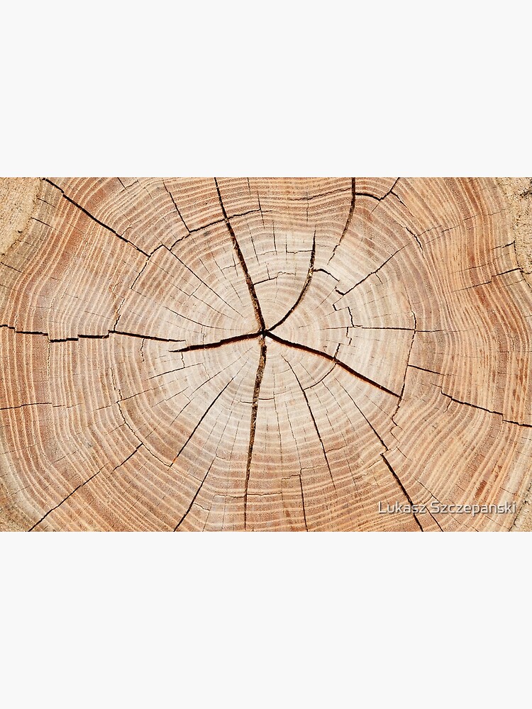 "Tree trunk cut in half" Art Print by LukeSzczepanski | Redbubble