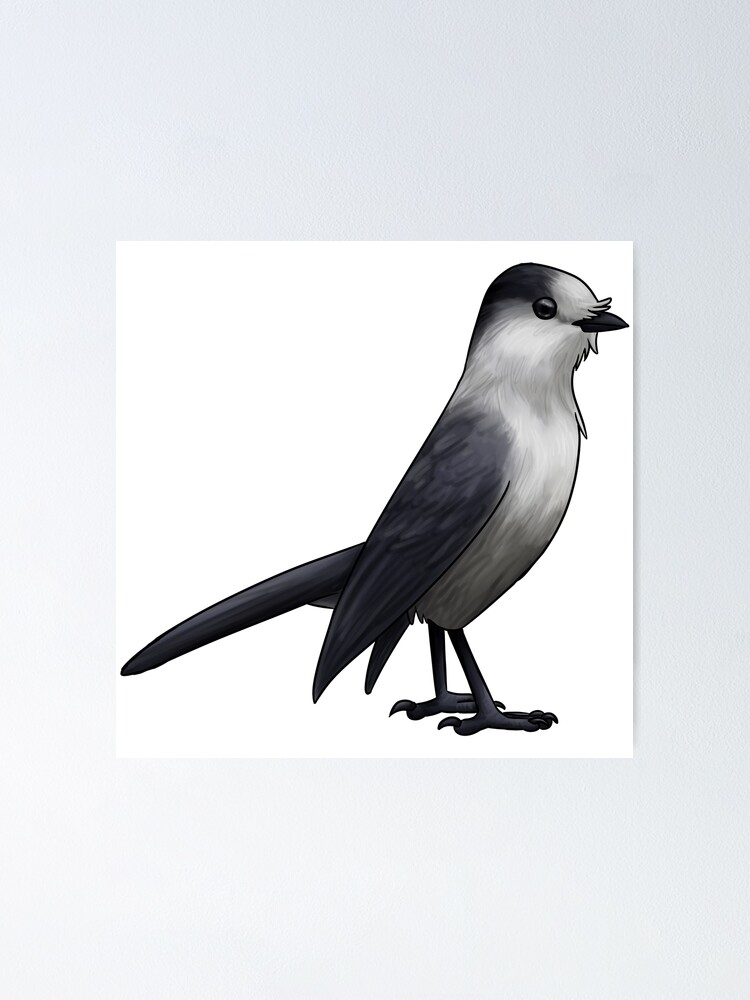 "Canada Jay" Poster by Miss-Silver | Redbubble