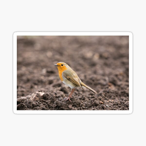 "robin" Sticker by markspics | Redbubble