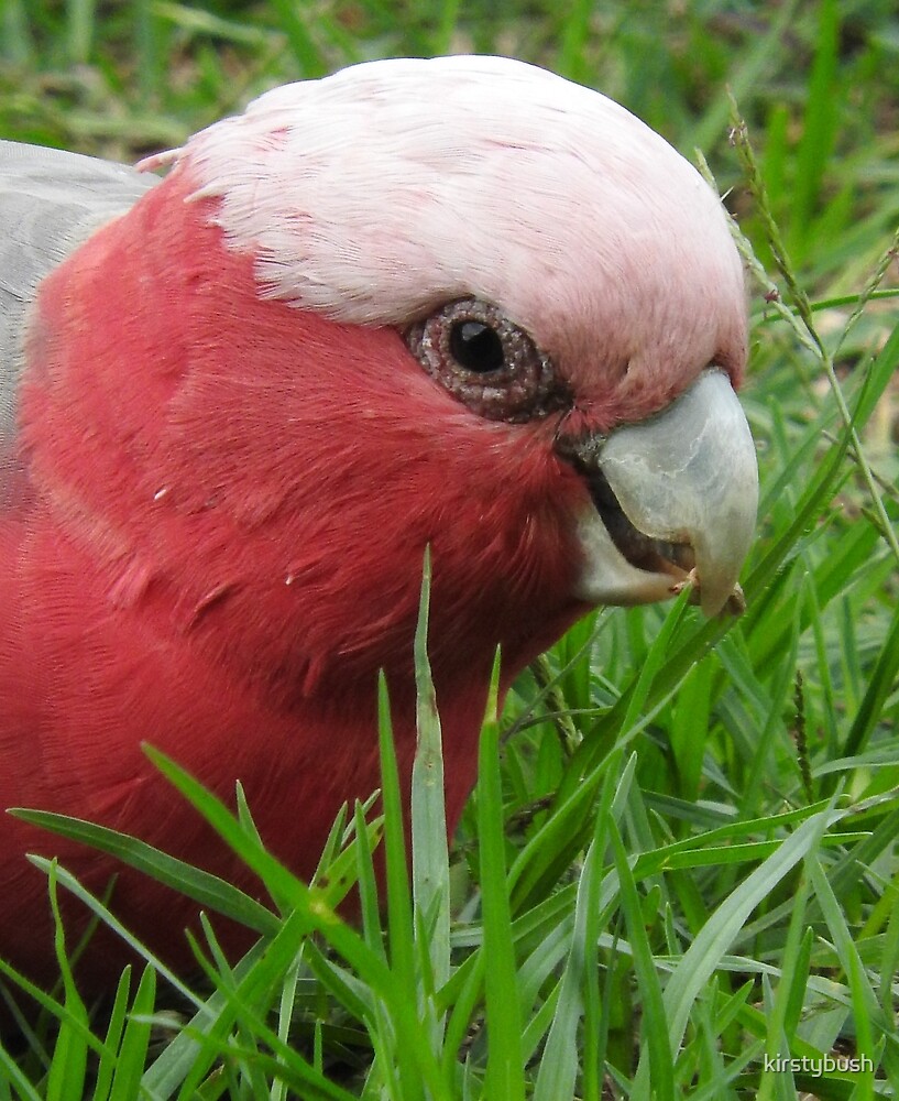 "Galah" by kirstybush | Redbubble