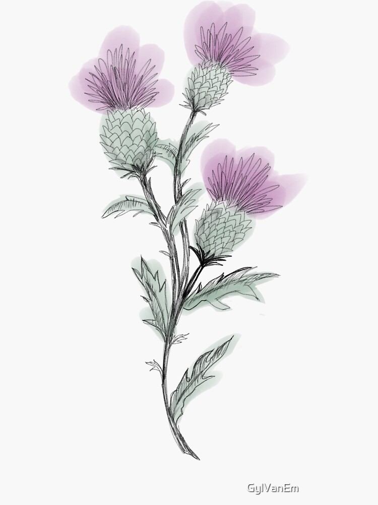 "Watercolor Thistle " Sticker for Sale by GylVanEm | Redbubble