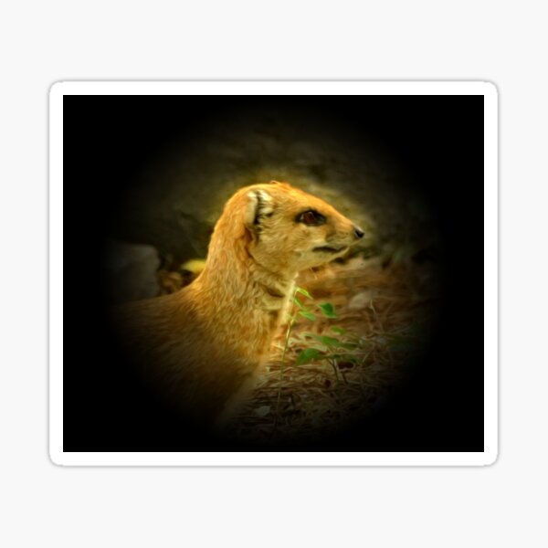 "Mongoose" Sticker by Guardi71 | Redbubble