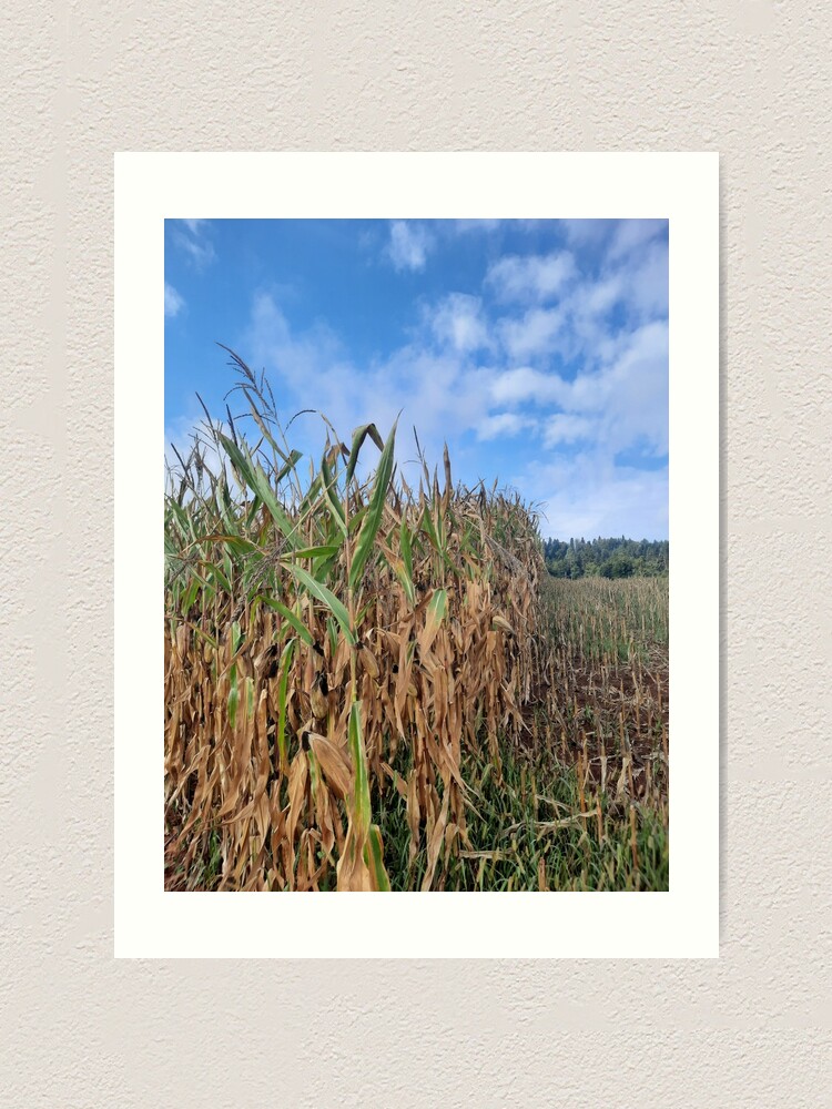 "corn field, maize" Art Print for Sale by barbich | Redbubble