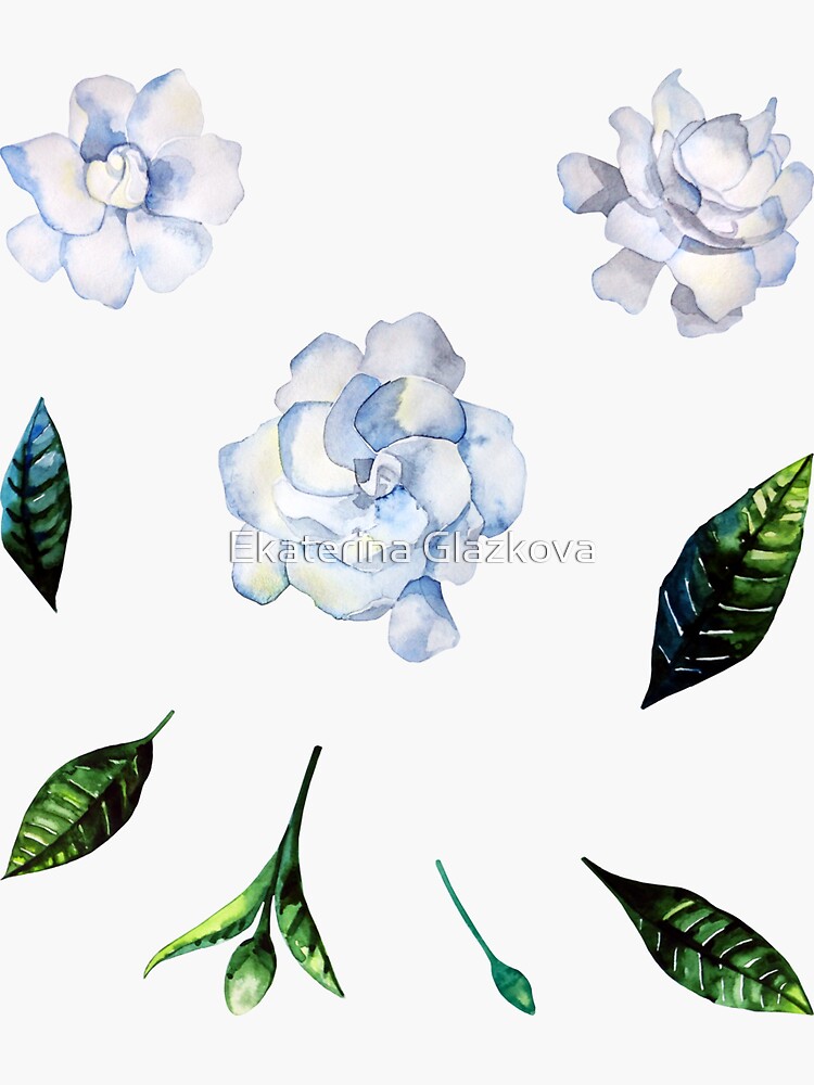 "Watercolor gardenia set" Sticker for Sale by Glazkova | Redbubble