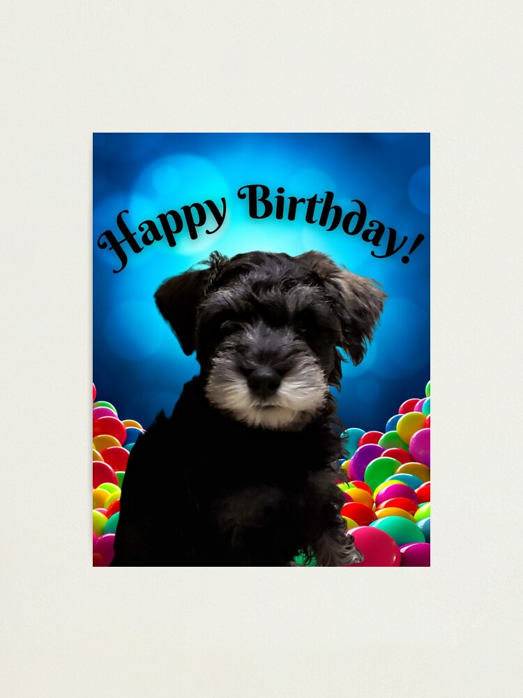 "Happy Birthday! Birthday Background Miniature Schnauzer Mocha Joy ...