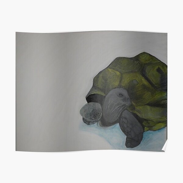 "Tortoise" Poster for Sale by Bccoggin | Redbubble