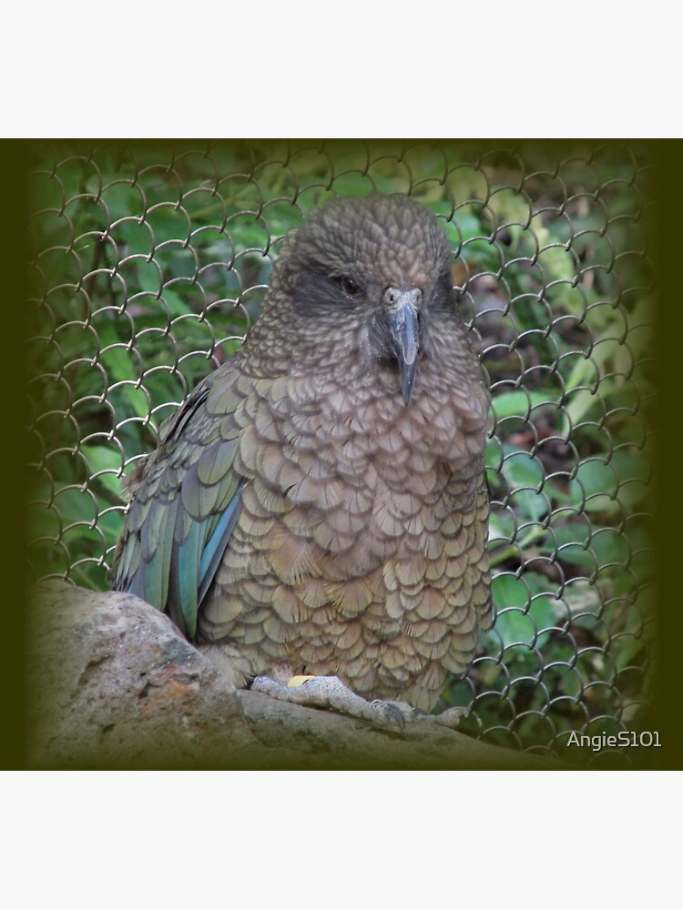 "New Zealand Kea" Sticker by AngieS101 | Redbubble