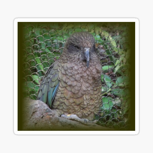 "New Zealand Kea" Sticker by AngieS101 | Redbubble