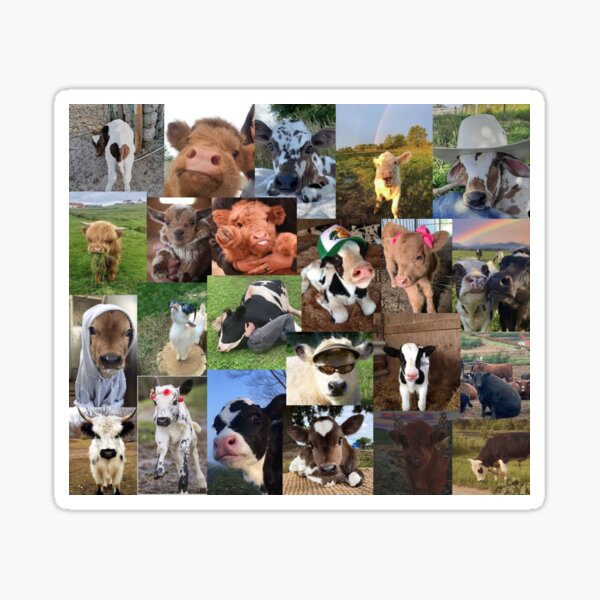 "cows aesthetic collage" Sticker by morgananjos | Redbubble