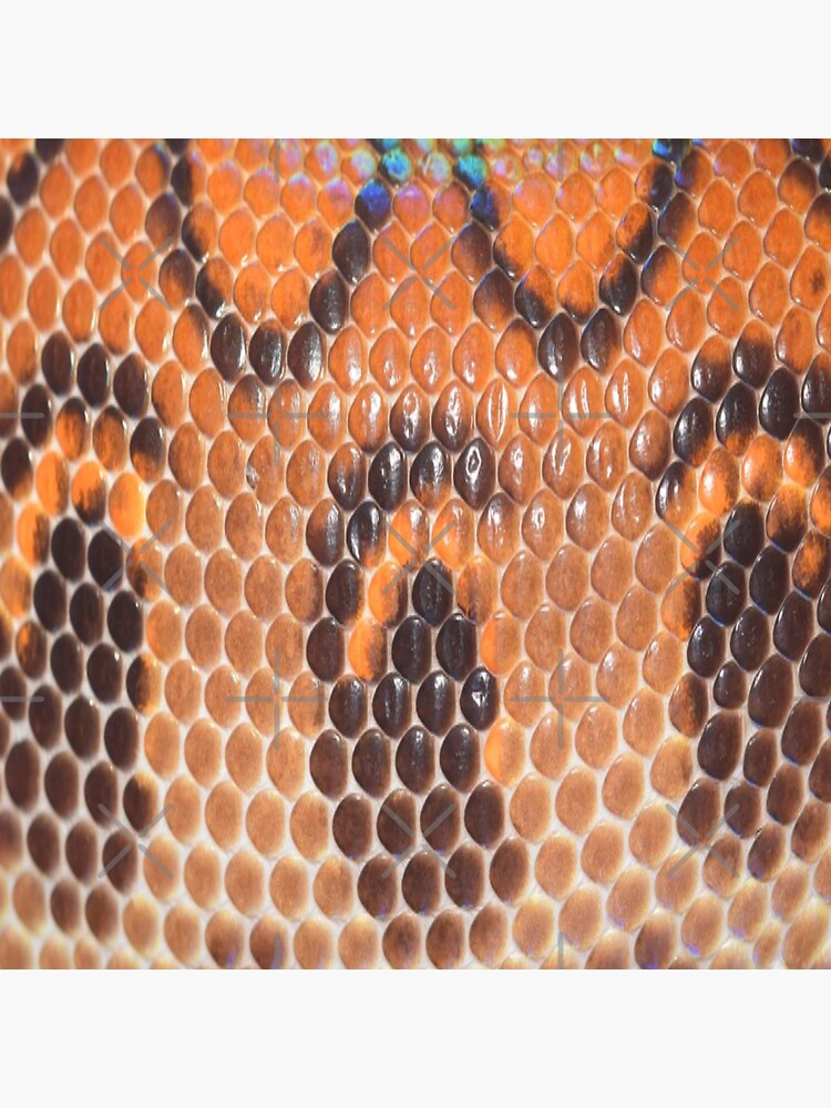 "Snake Scales" Sticker by WinkyDoodle | Redbubble