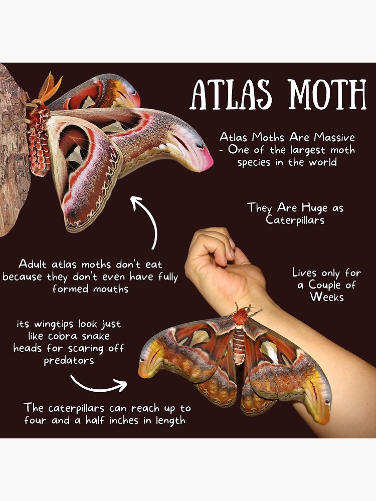 "Atlas Moth Fun Facts" Poster for Sale by KyleNesas | Redbubble