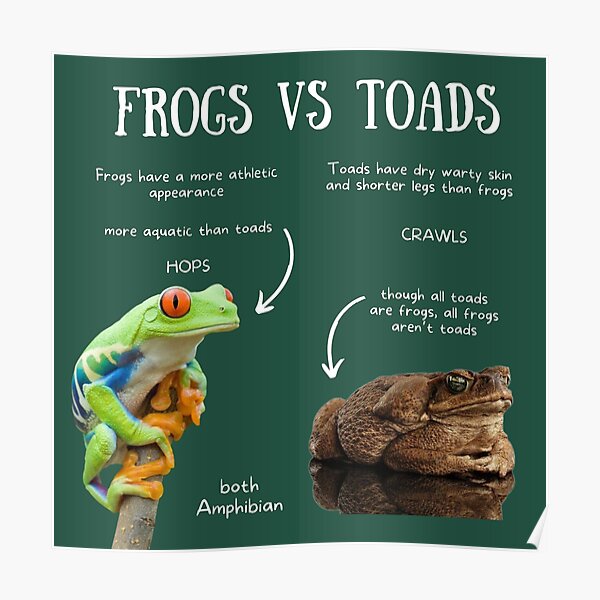 "Frogs vs Toads Fun Facts" Poster for Sale by KyleNesas | Redbubble