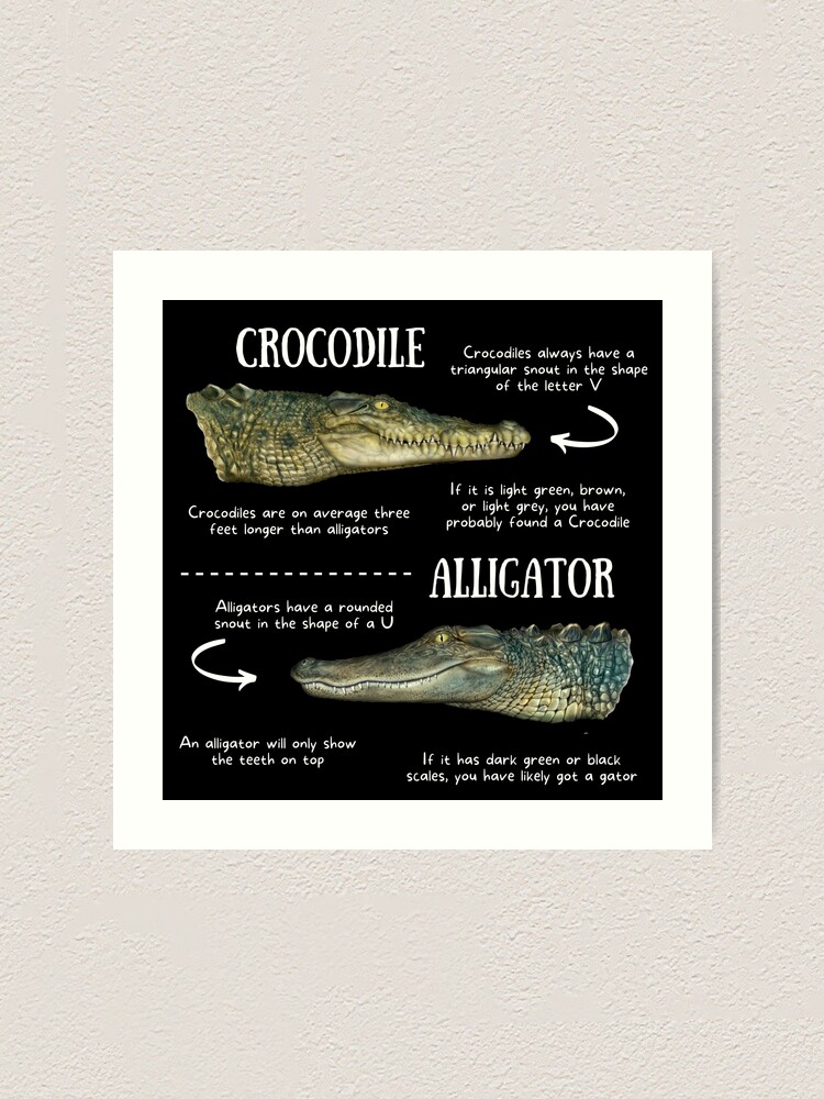 "Crocodile vs Alligator Fun Facts" Art Print for Sale by KyleNesas ...