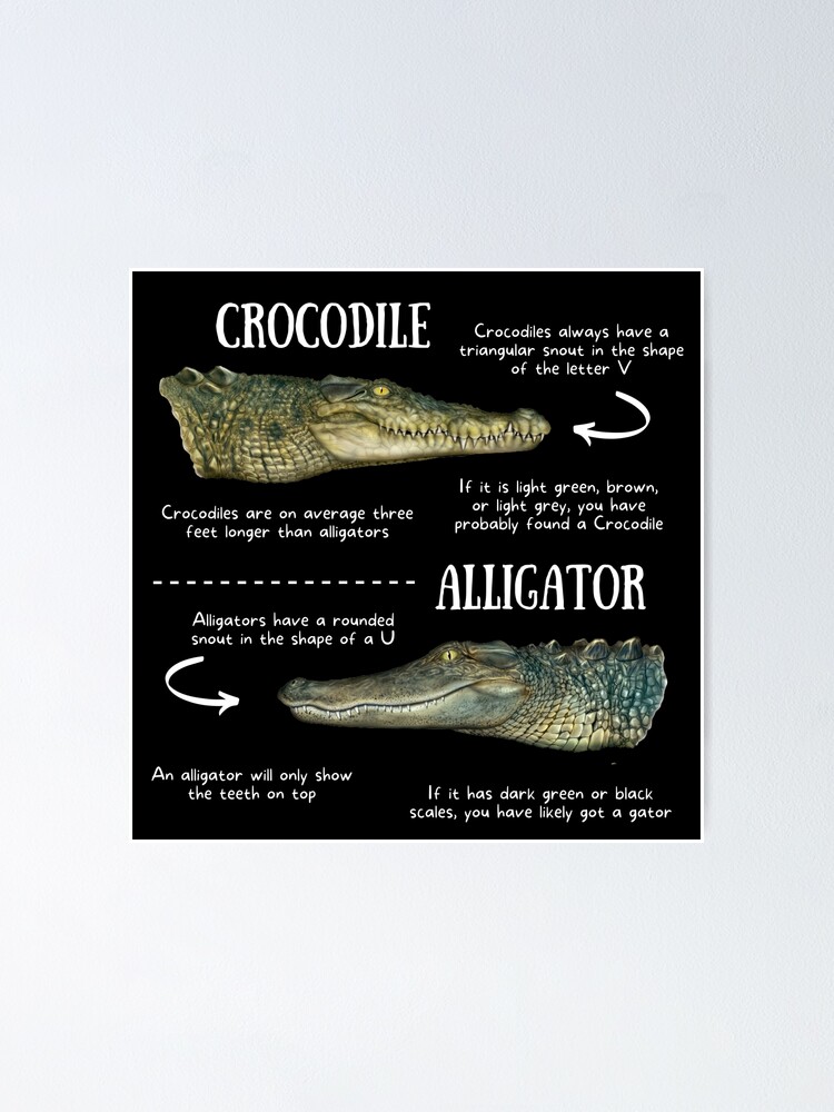 "Crocodile vs Alligator Fun Facts" Poster for Sale by KyleNesas | Redbubble