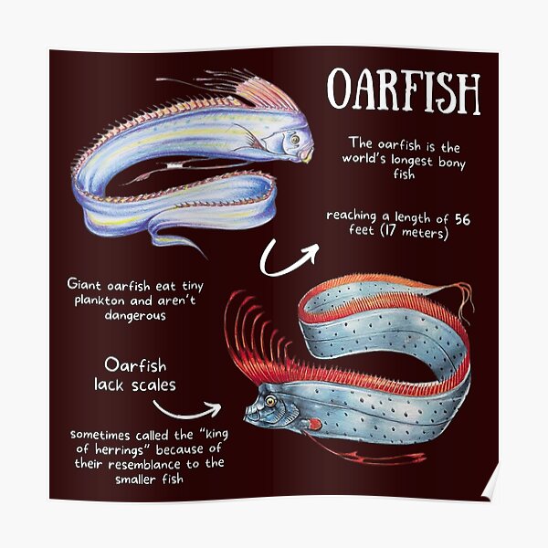 "Oar Fish Fun Facts" Poster by KyleNesas | Redbubble