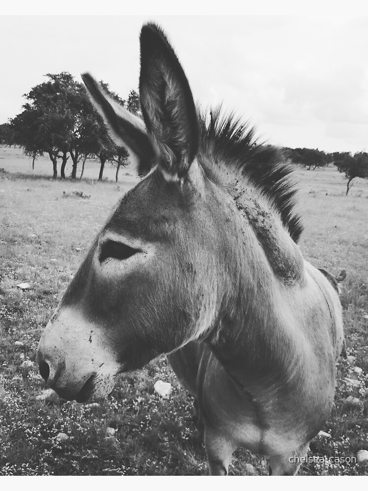 "Doris the Donkey #2" Sticker by chelsea-cason | Redbubble