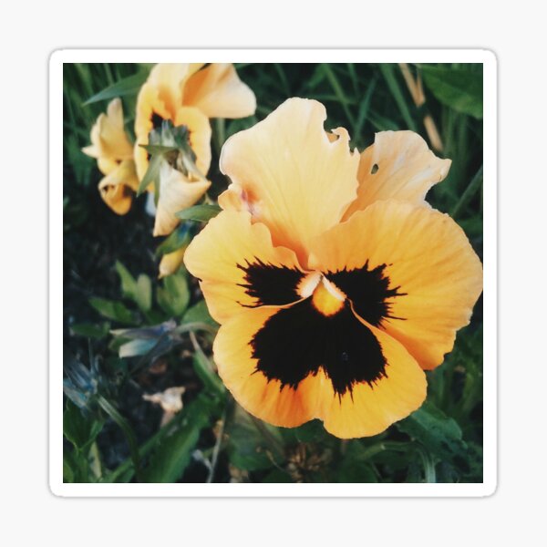 "Pansy " Sticker for Sale by inkthoughts | Redbubble