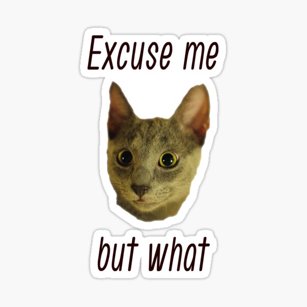 "Excuse me but what Cat" Sticker by alergo | Redbubble