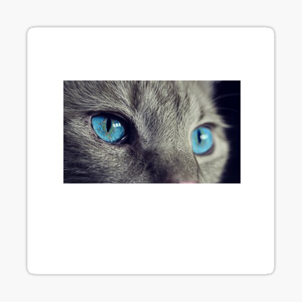 "Cat - ocean blue eyes" Sticker by Garden-shop | Redbubble