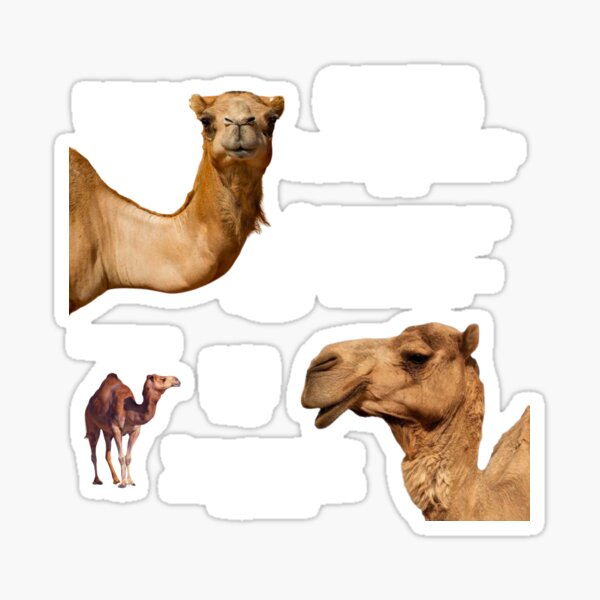 "Camels Fun Facts" Sticker by KyleNesas | Redbubble