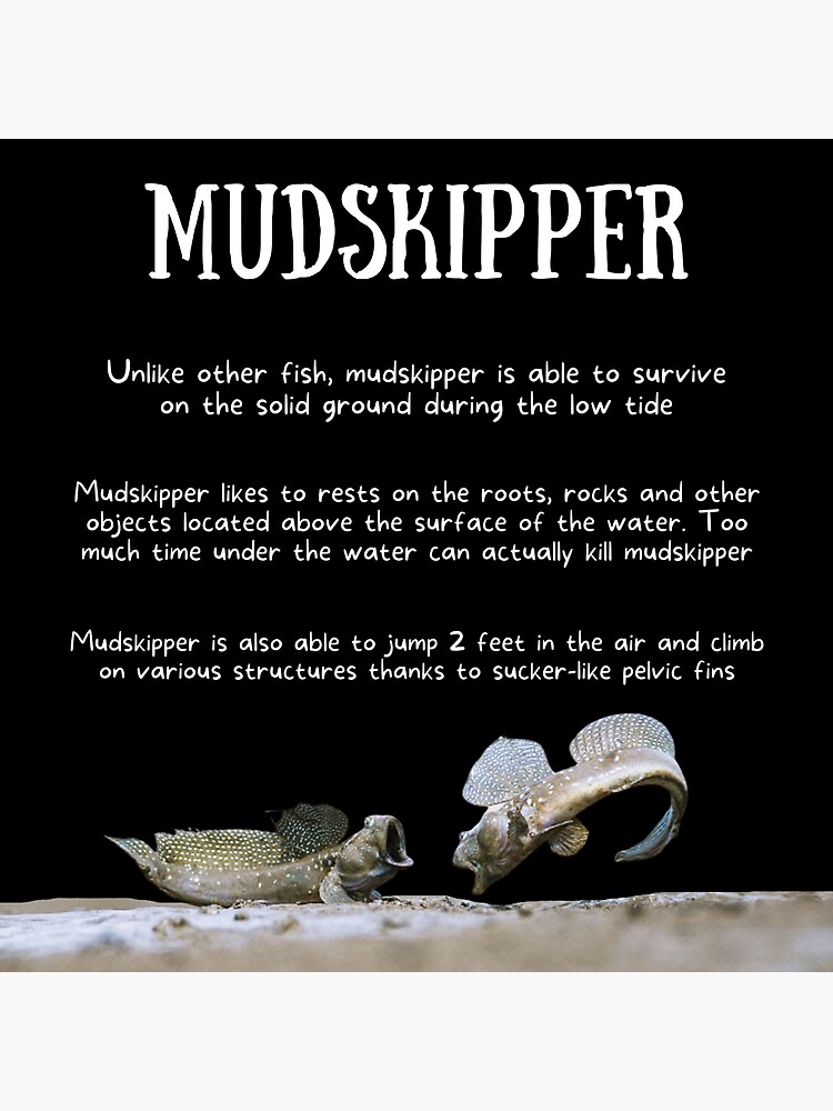 "Mudskipper Fun Facts" Poster by KyleNesas | Redbubble