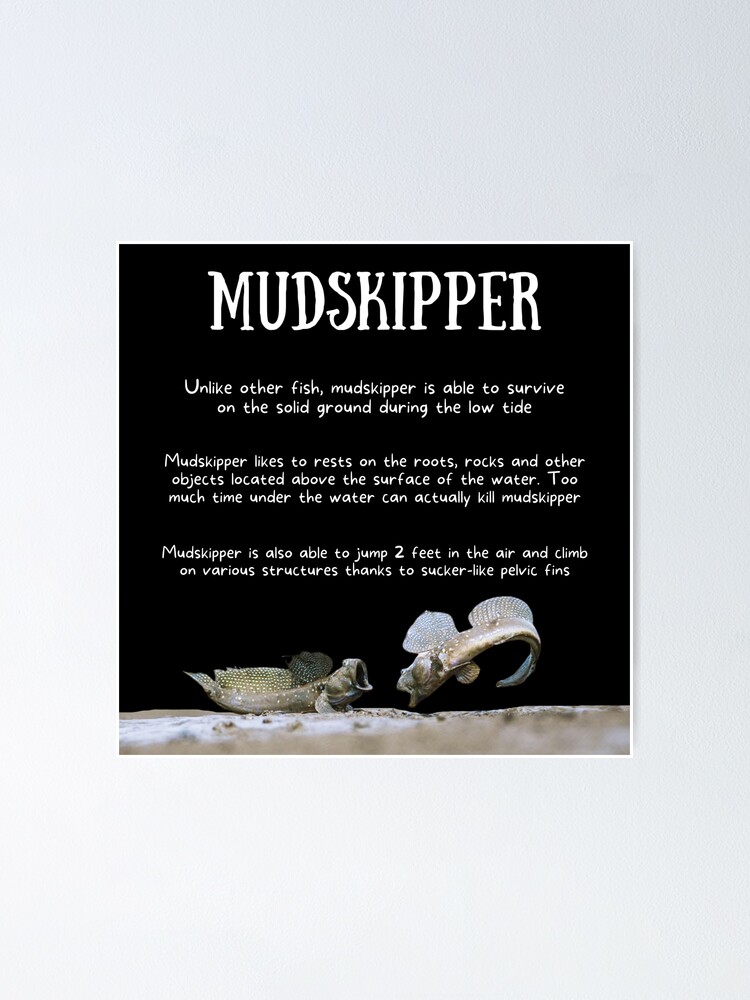 "Mudskipper Fun Facts" Poster by KyleNesas | Redbubble