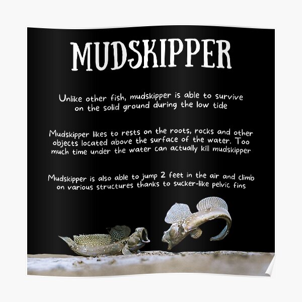 "Mudskipper Fun Facts" Poster by KyleNesas | Redbubble