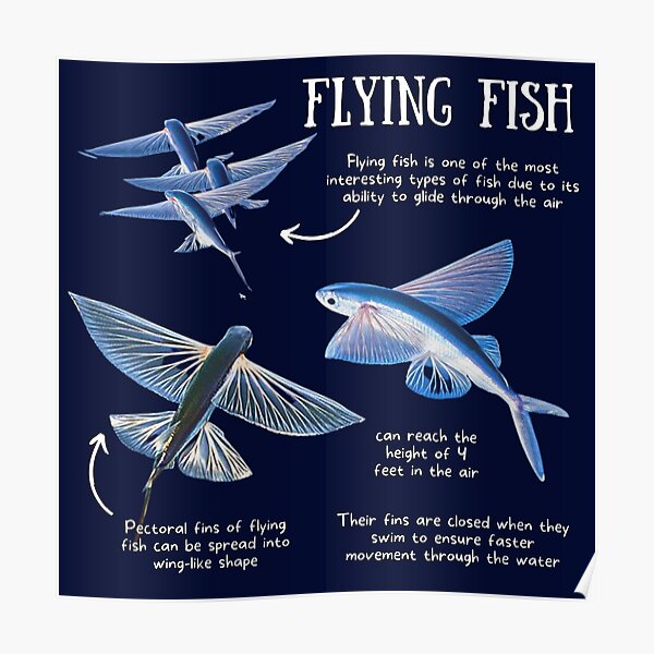 "Flying Fish Fun Facts" Poster for Sale by KyleNesas | Redbubble