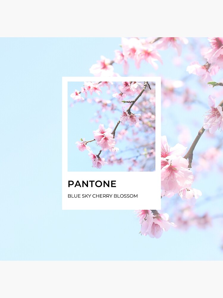 "Cherry Blossom Sakura Tree Blue Sky Pantone" Poster for Sale by ...