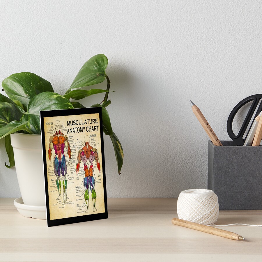 "Massage Therapist Muscular Chart art " Poster for Sale by AleehaZenger ...