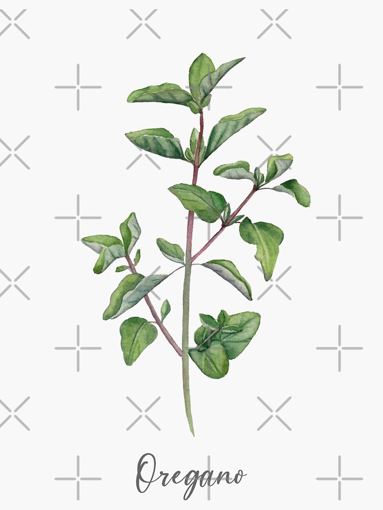 "Oregano herb art." Sticker by InnaPatiutko | Redbubble