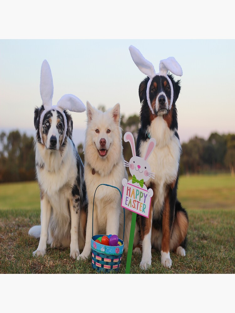 "Australian Shepherds Enjoying Easter" Sticker by ToughCookie98 | Redbubble