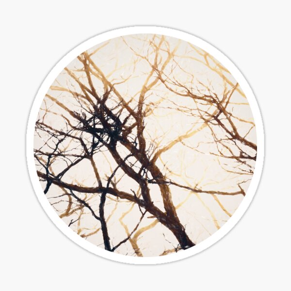 "Tree Branches " Sticker for Sale by Tanya24 | Redbubble