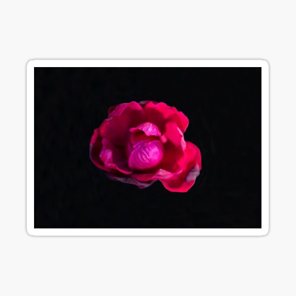 "Floating wilting rose 1" Sticker by SonjaM10 | Redbubble