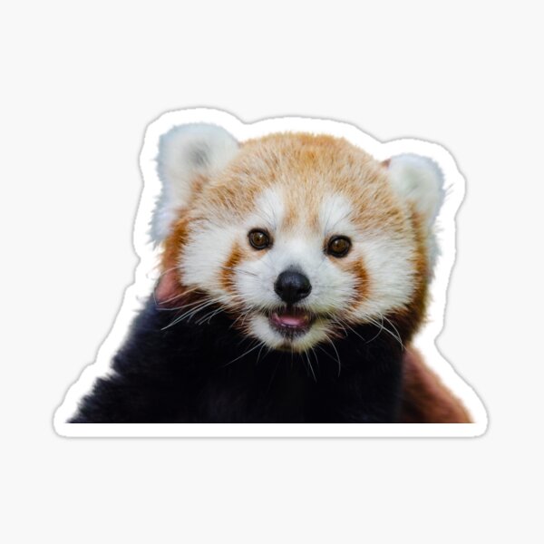 "Cute Red Panda Bear" Sticker for Sale by CentralGallery | Redbubble