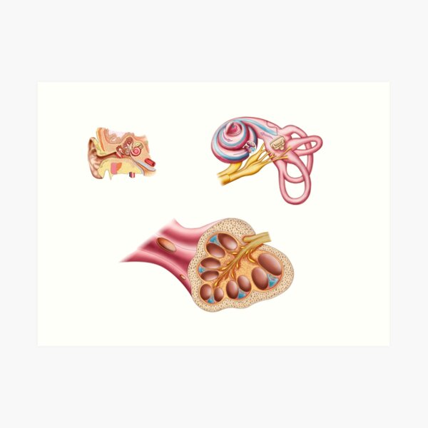 Lámina artística «Anatomía del conducto coclear en el oído humano.» de ...