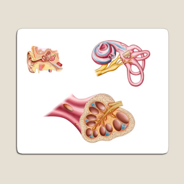 "Anatomy of the cochlear duct in the human ear." Magnet by ...