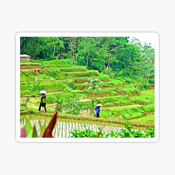 "Indonesian Rice Terrace" Sticker by MsKatieCreation | Redbubble