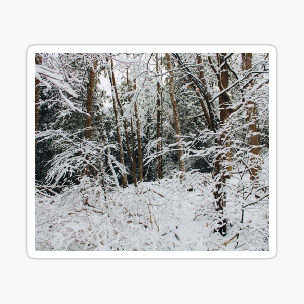 "Forest After a Snowfall" Sticker by RoseyElisabeth | Redbubble