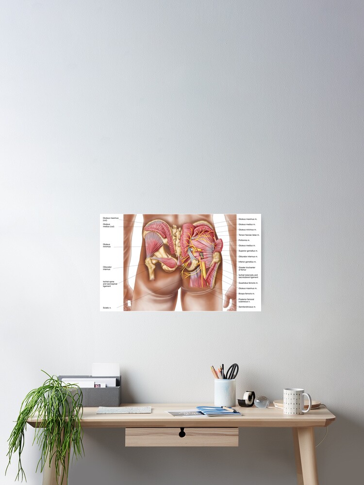 "Anatomy of the gluteal muscles in the human buttocks." Poster for Sale ...