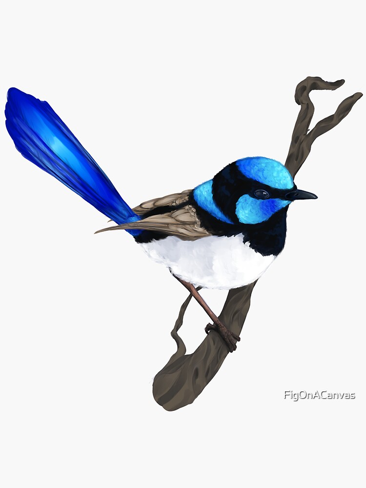 "Blue Wren" Sticker for Sale by FigOnACanvas | Redbubble