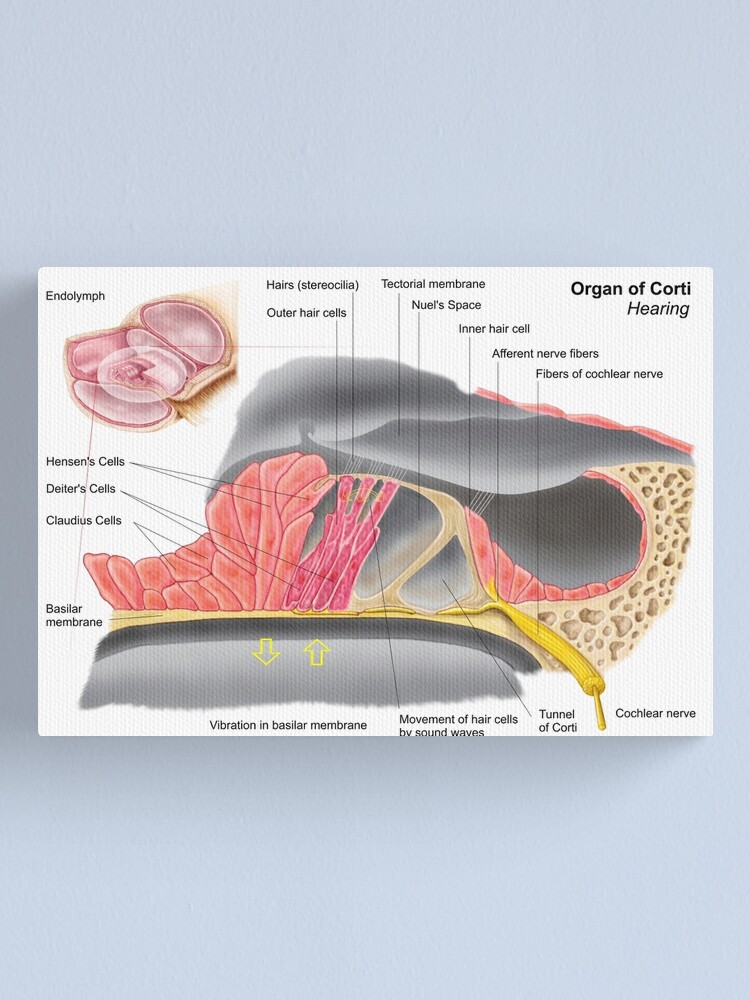 "Anatomy of the organ of Corti, part of the cochlea of the inner ear ...