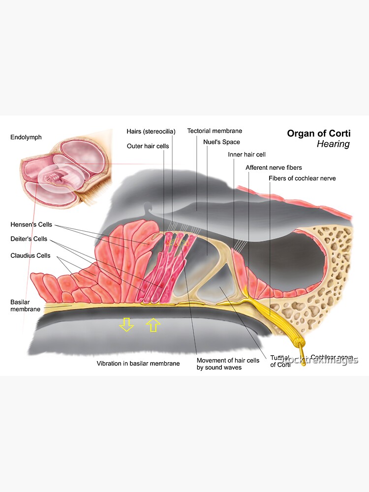 "Anatomy of the organ of Corti, part of the cochlea of the inner ear ...