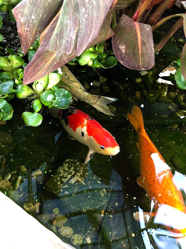 "Aesthetic Red and Black Koi Fish Photography" Poster for Sale by Just ...