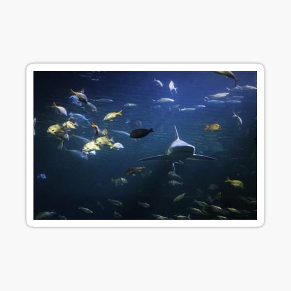 "Under The Sea" Sticker by AbigailWeather | Redbubble