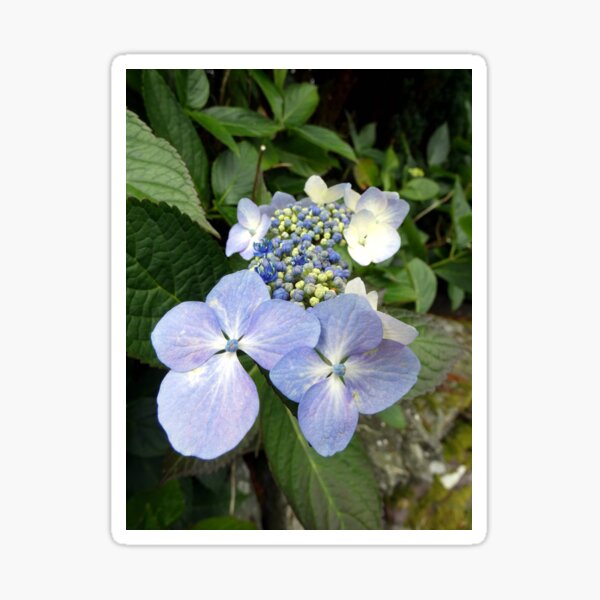 "hydrangea flower" Sticker for Sale by KathleenDawson | Redbubble